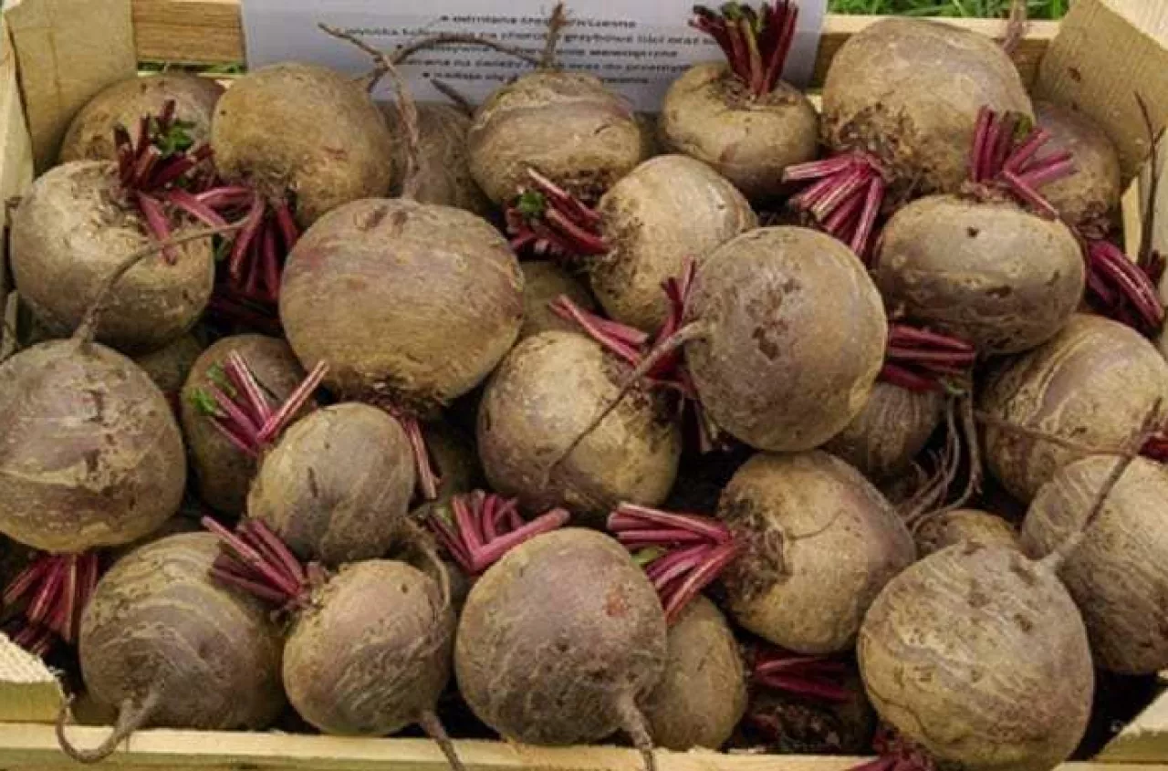 Drogie buraki na Ukrainie. Zaczął się import z Polski | Warzywa.pl